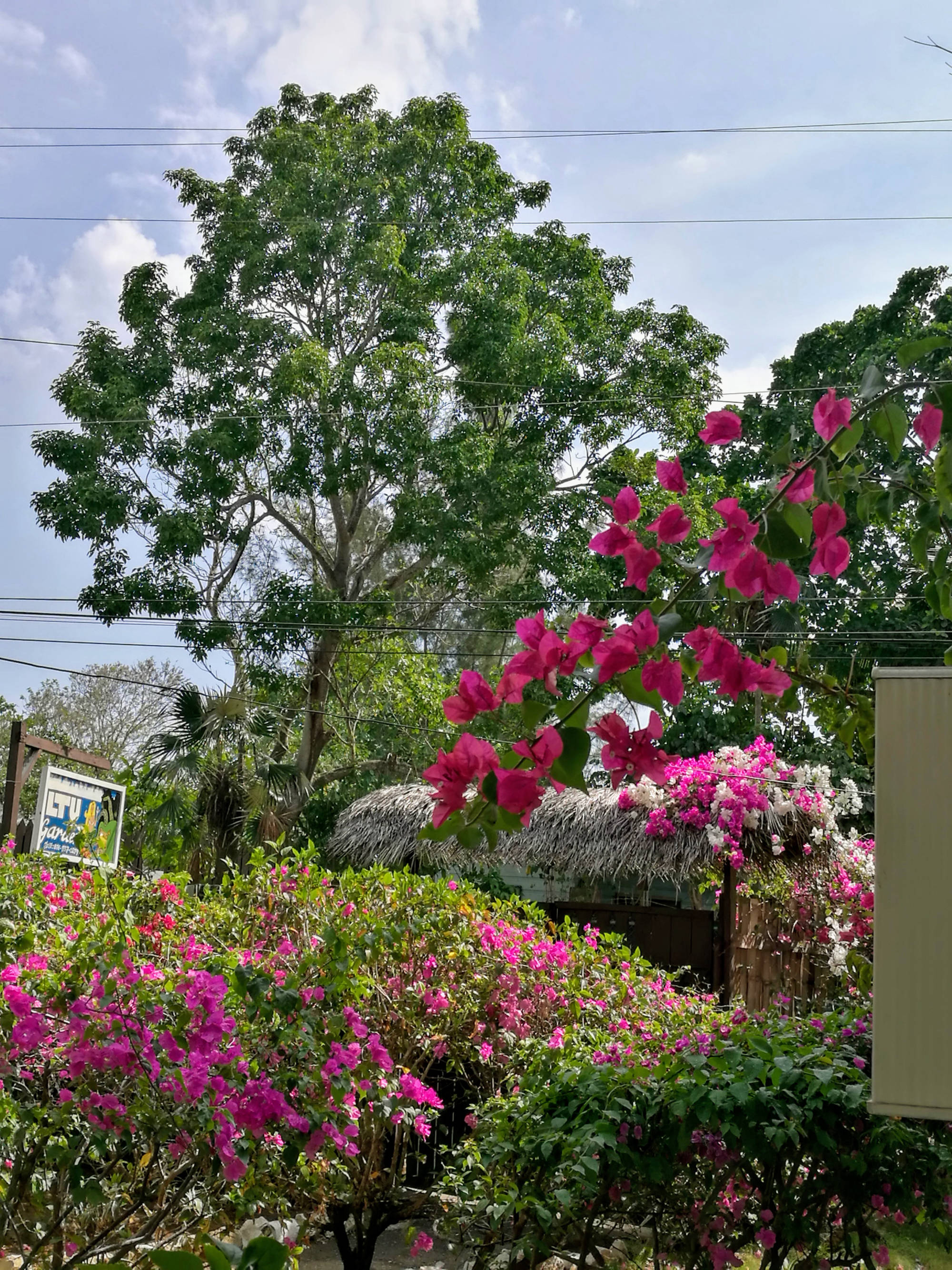 LTU Garden - Negril Jamaica - West End on The Cliffs