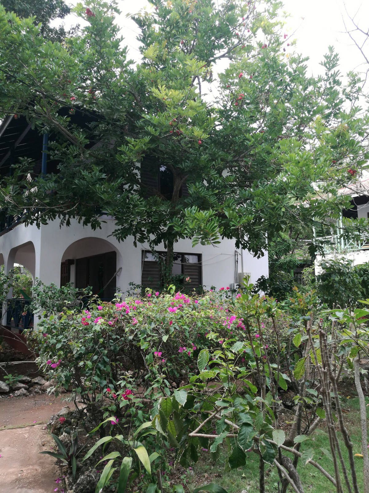 LTU Garden - Negril Jamaica - West End on The Cliffs